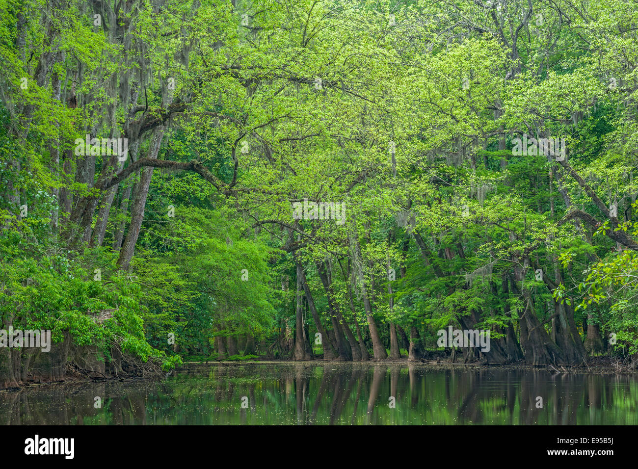 Congaree lake hi-res stock photography and images - Alamy