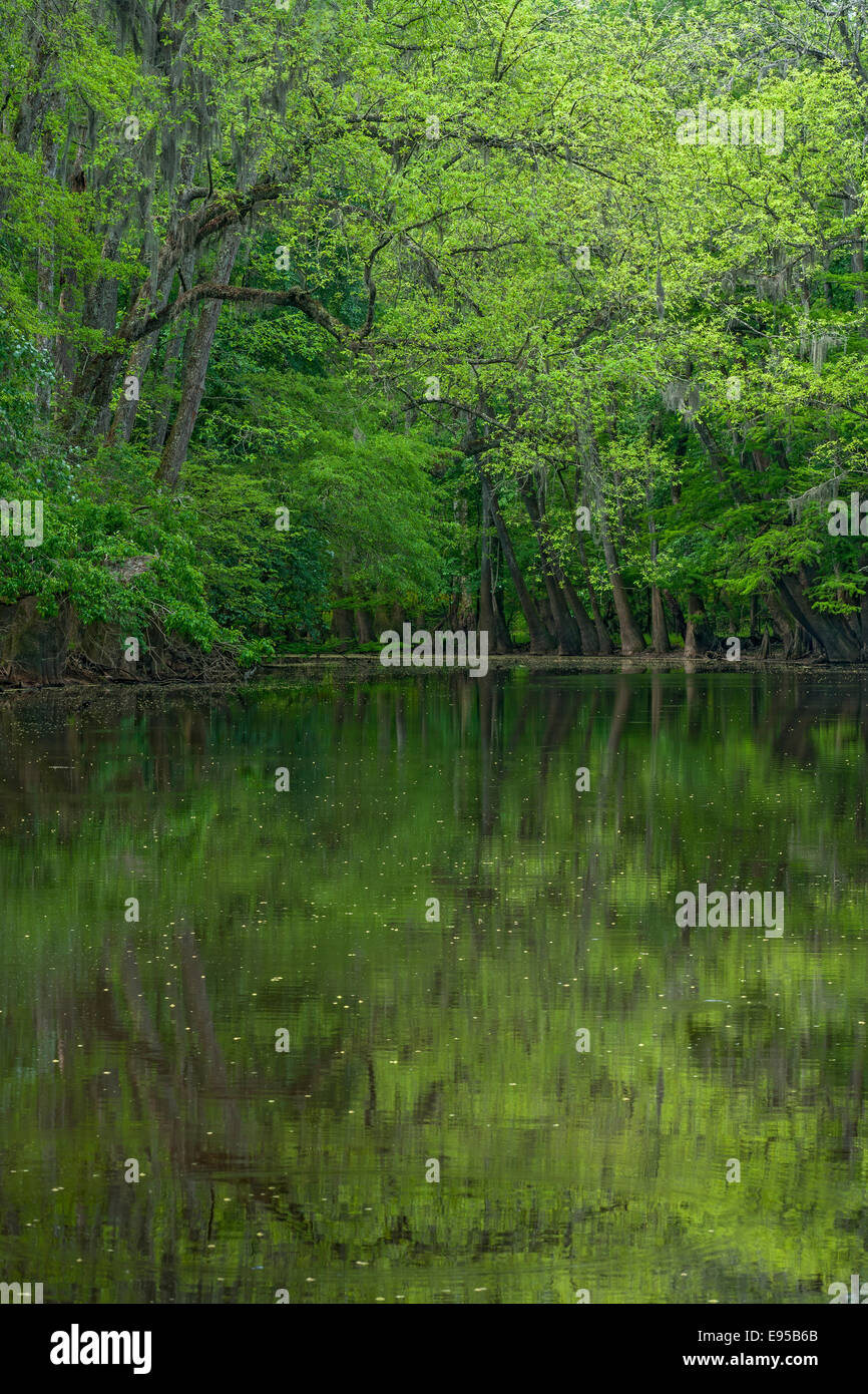 Wise Lake Congaree National Park High Resolution Stock Photography and ...