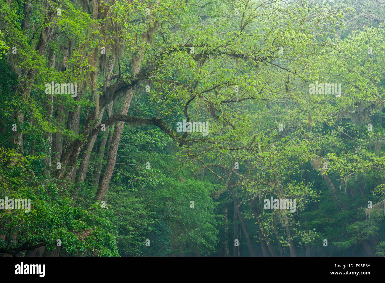 Wise lake congaree national park hi-res stock photography and images ...