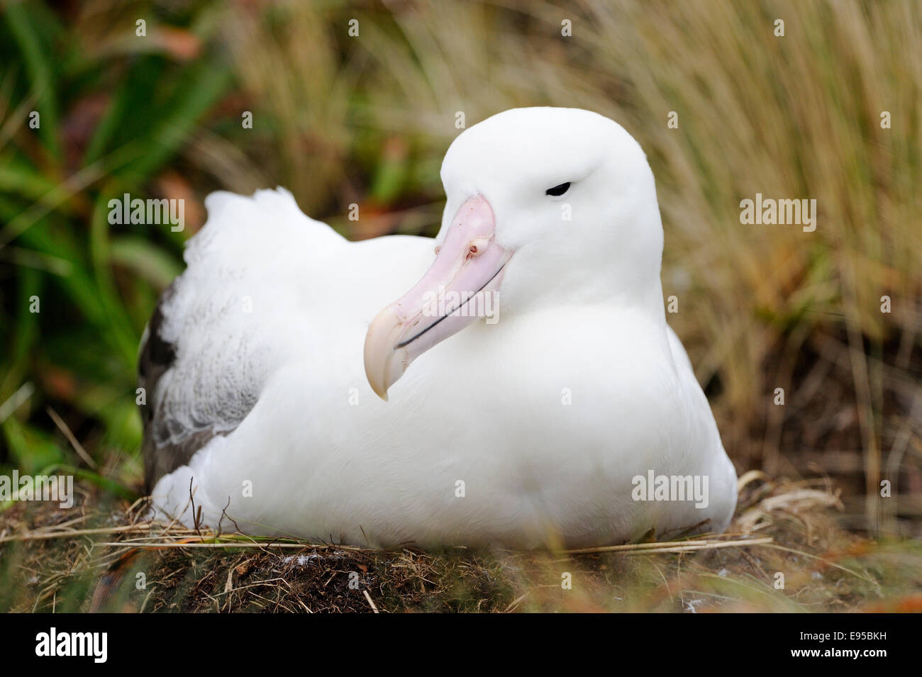Southern Royal Albatross (Diomedea epomophora) resting in grass, sub ...