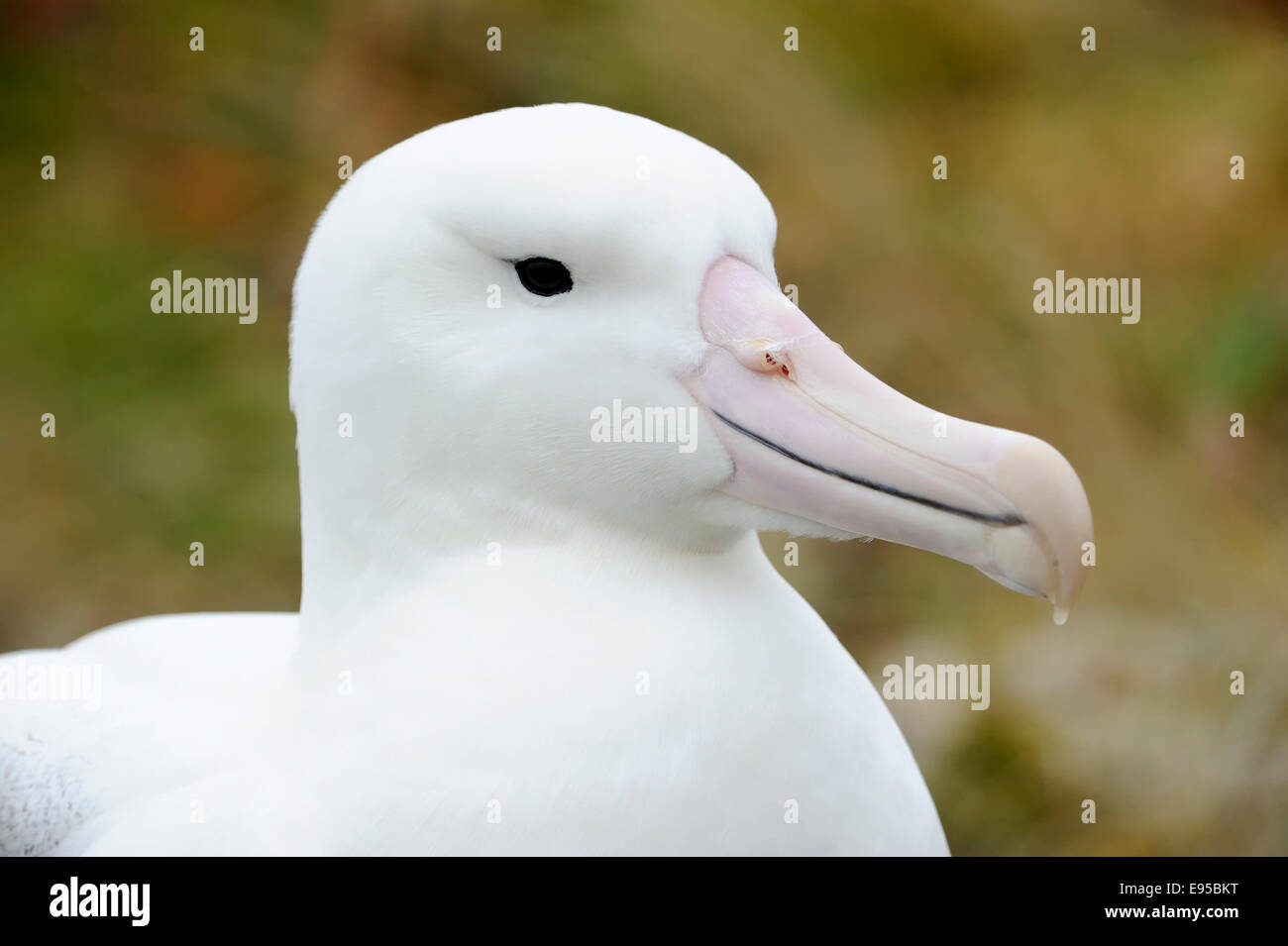 Antarctica antarctic albatross hi-res stock photography and images - Alamy