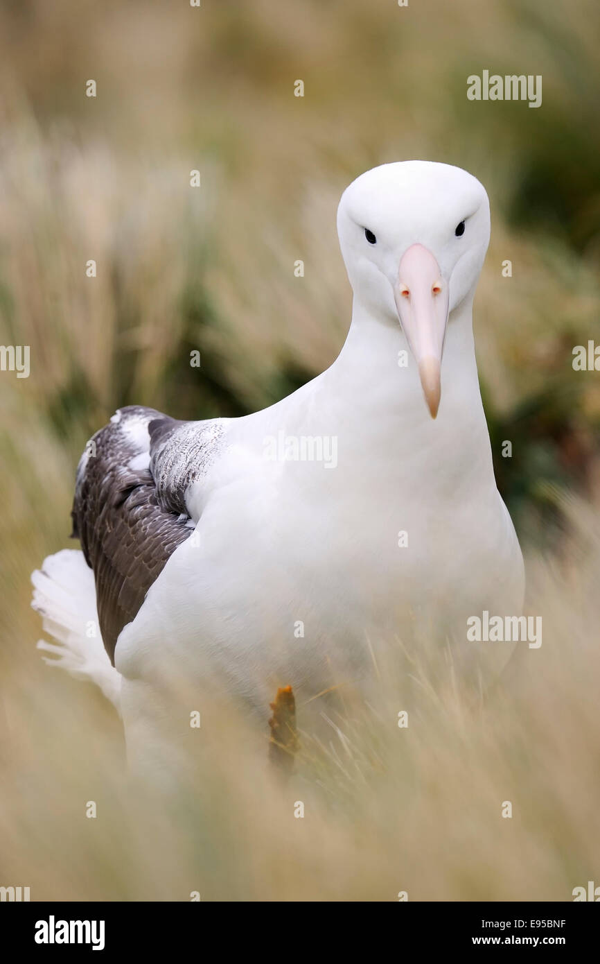 Southern Royal Albatross (Diomedea epomophora) resting in grass looking ...