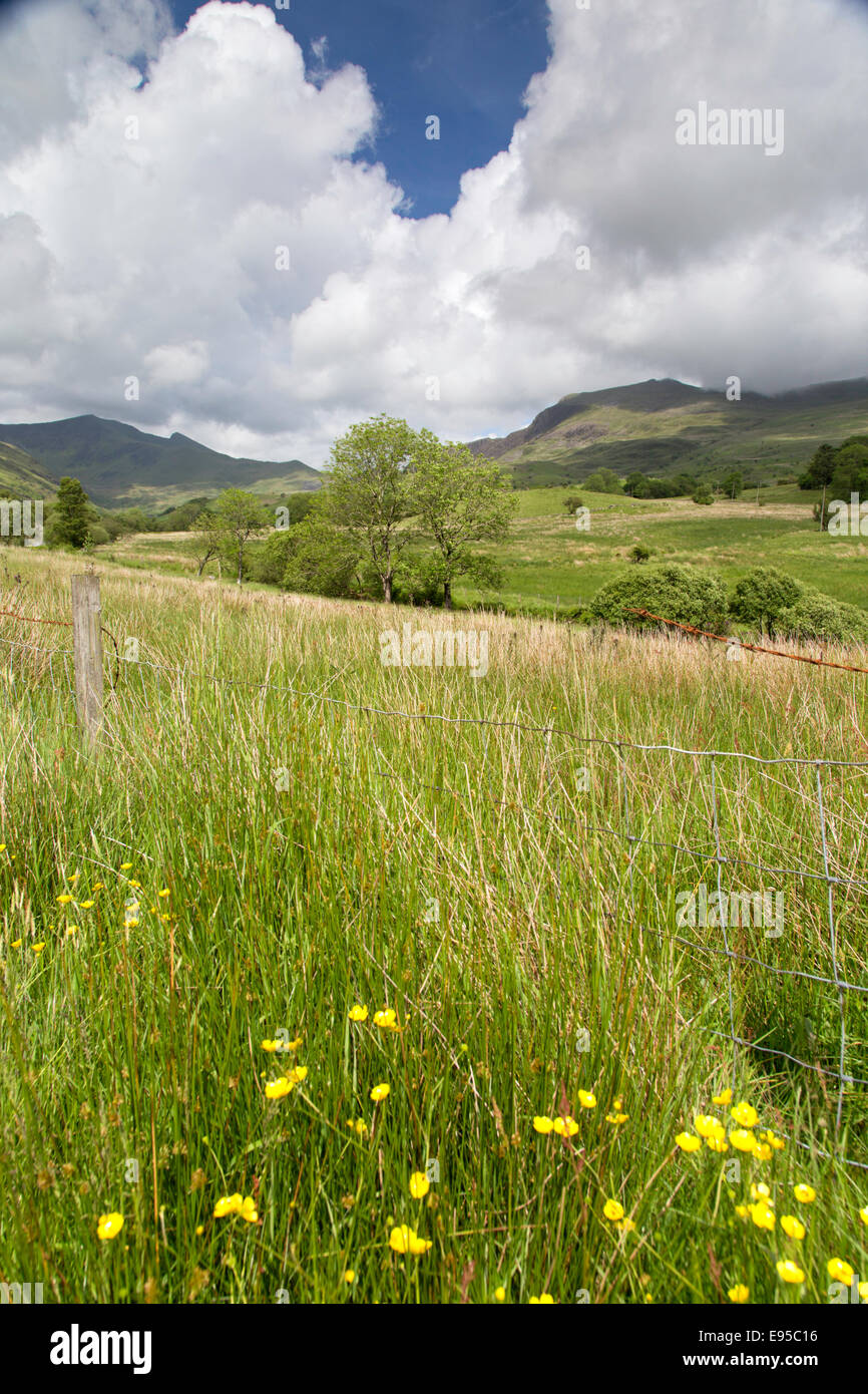 Wildflower meadows in Cwm Pennant and the distant Nantlle Ridge ...