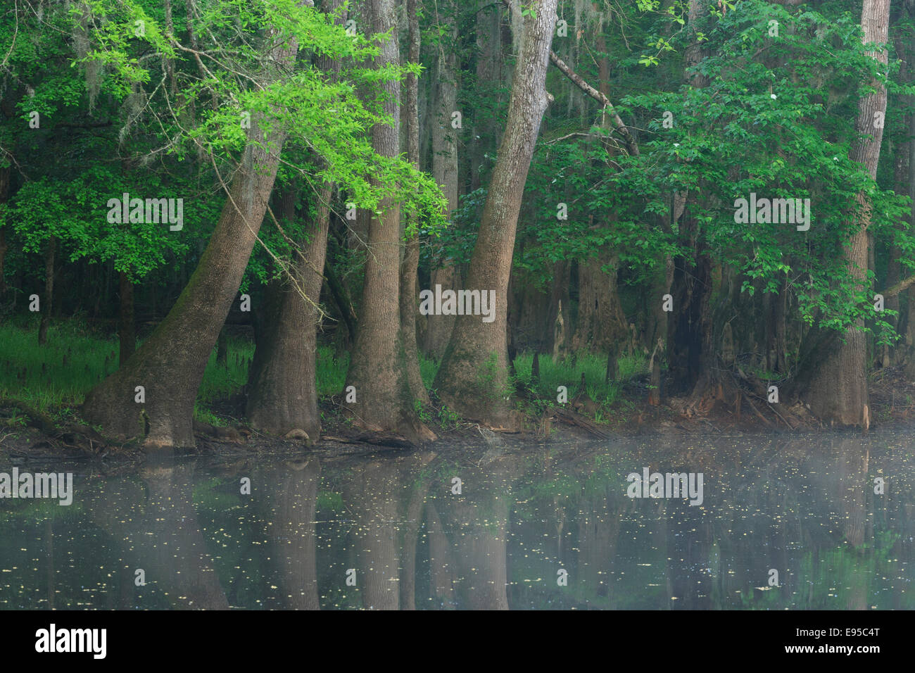 Water Tupelo along Wise Lake. Congaree National Park, South Carolina ...