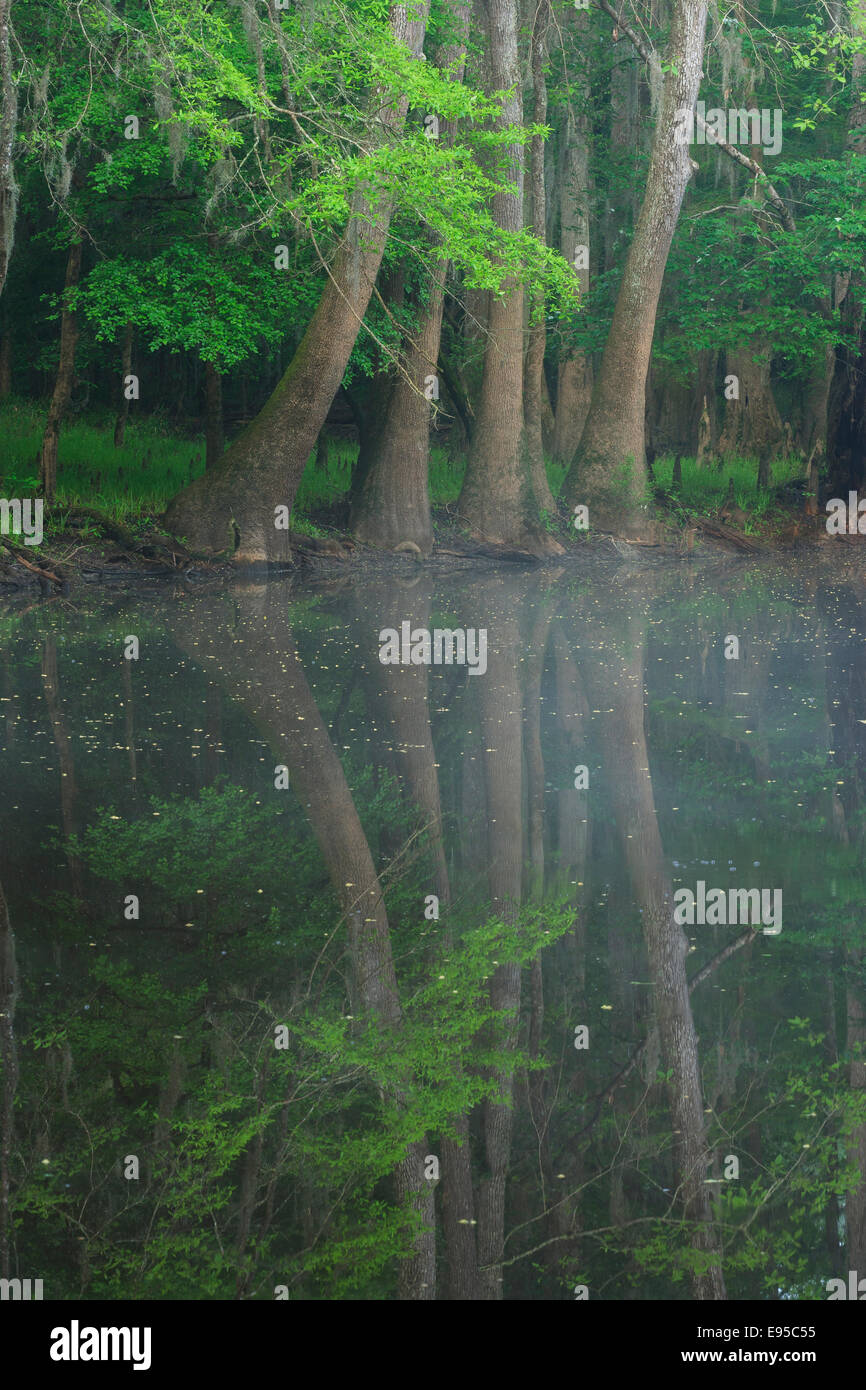 Water Tupelo along Wise Lake. Congaree National Park, South Carolina ...