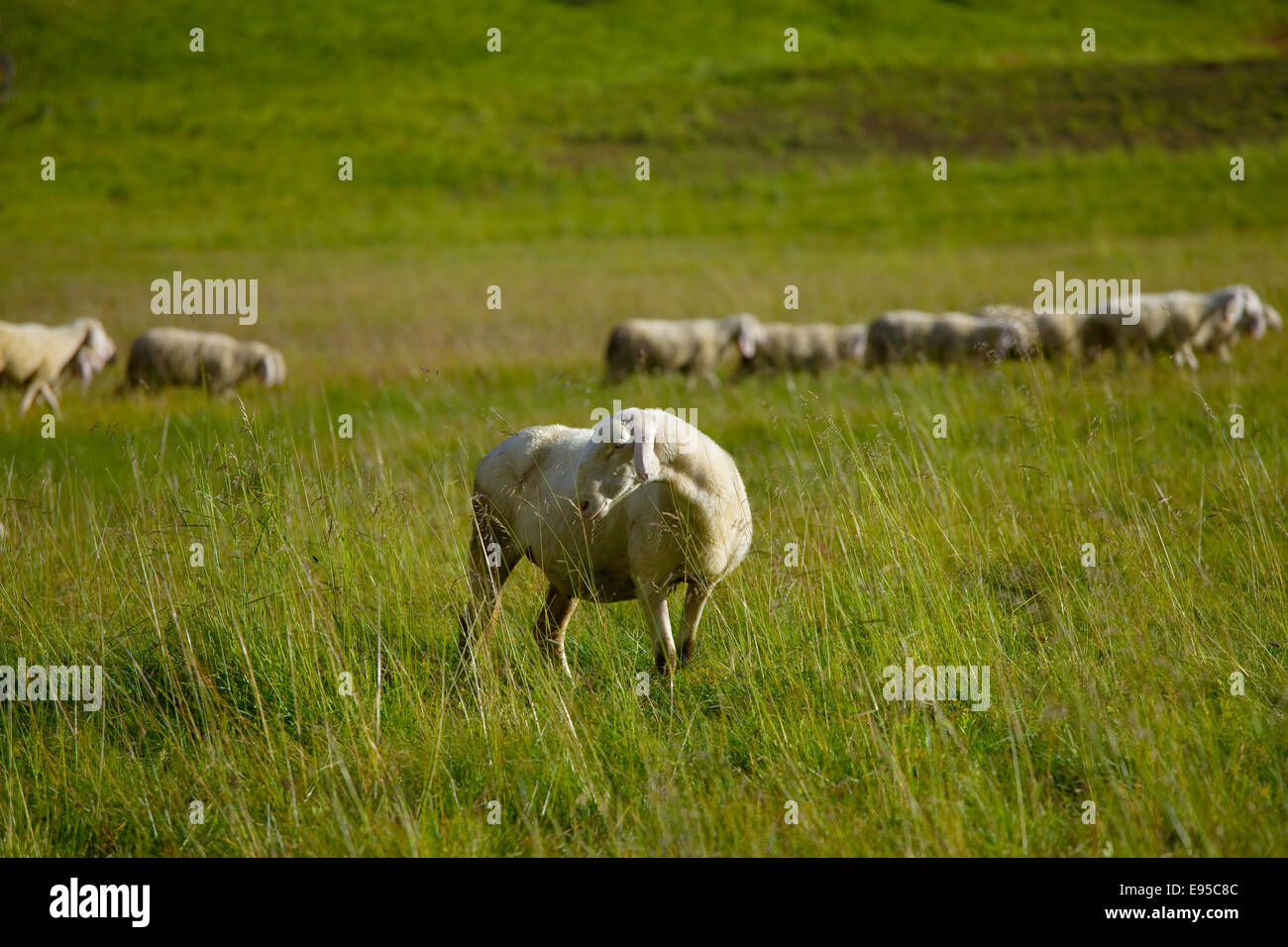 Sheep alpine pasture hi-res stock photography and images - Alamy
