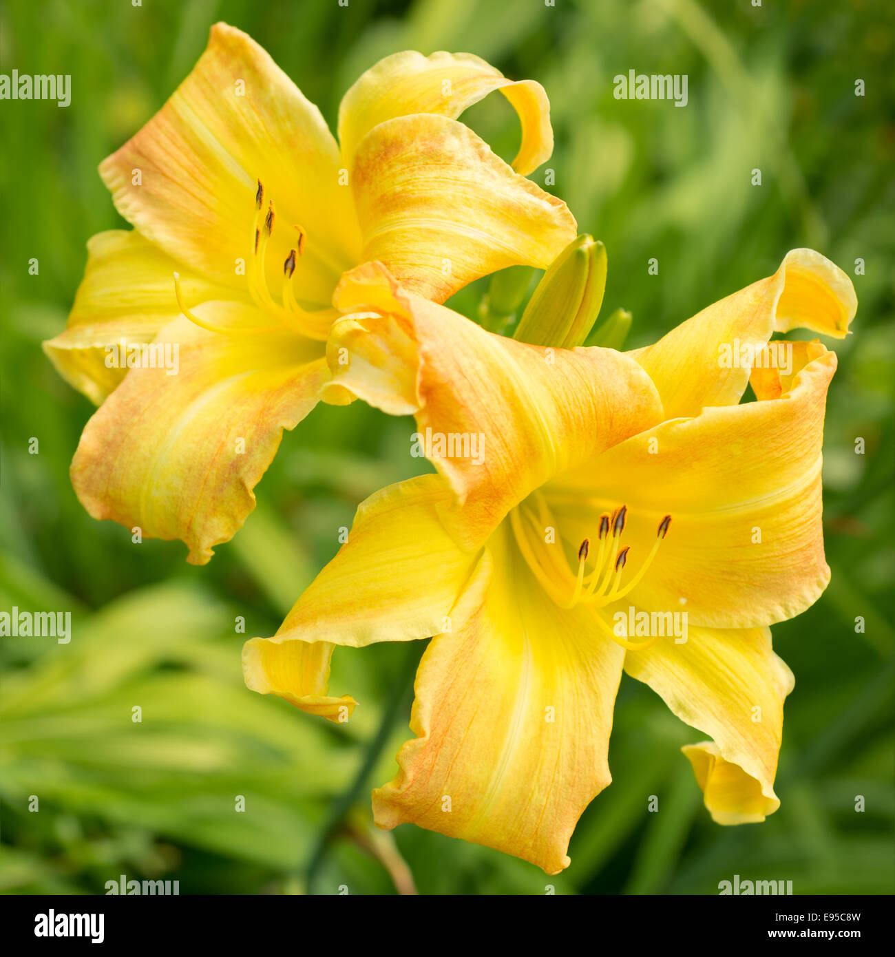 Yellow Lily in nature Stock Photo - Alamy
