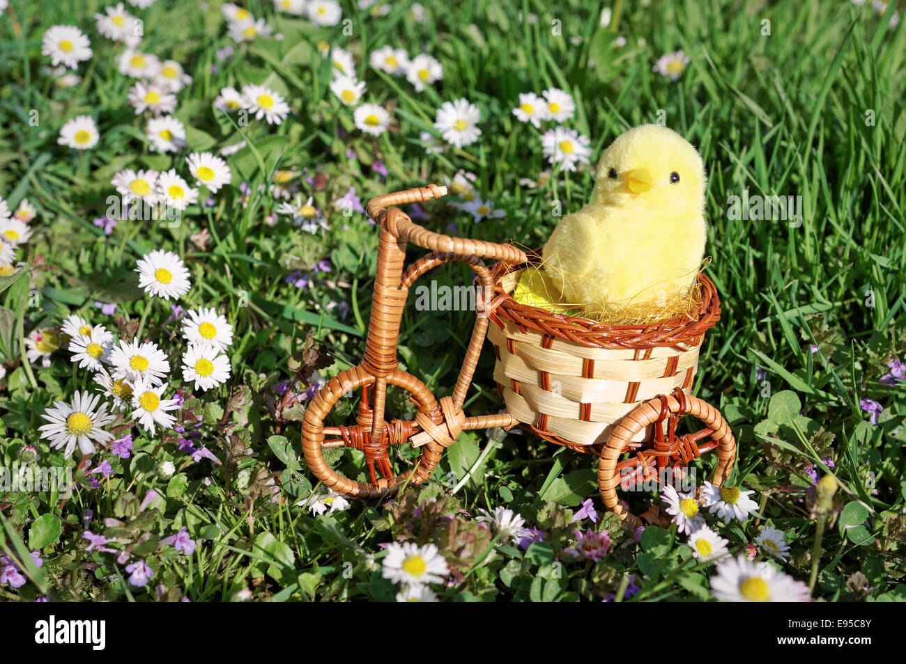 Beautiful little chicken flowers hi-res stock photography and images ...