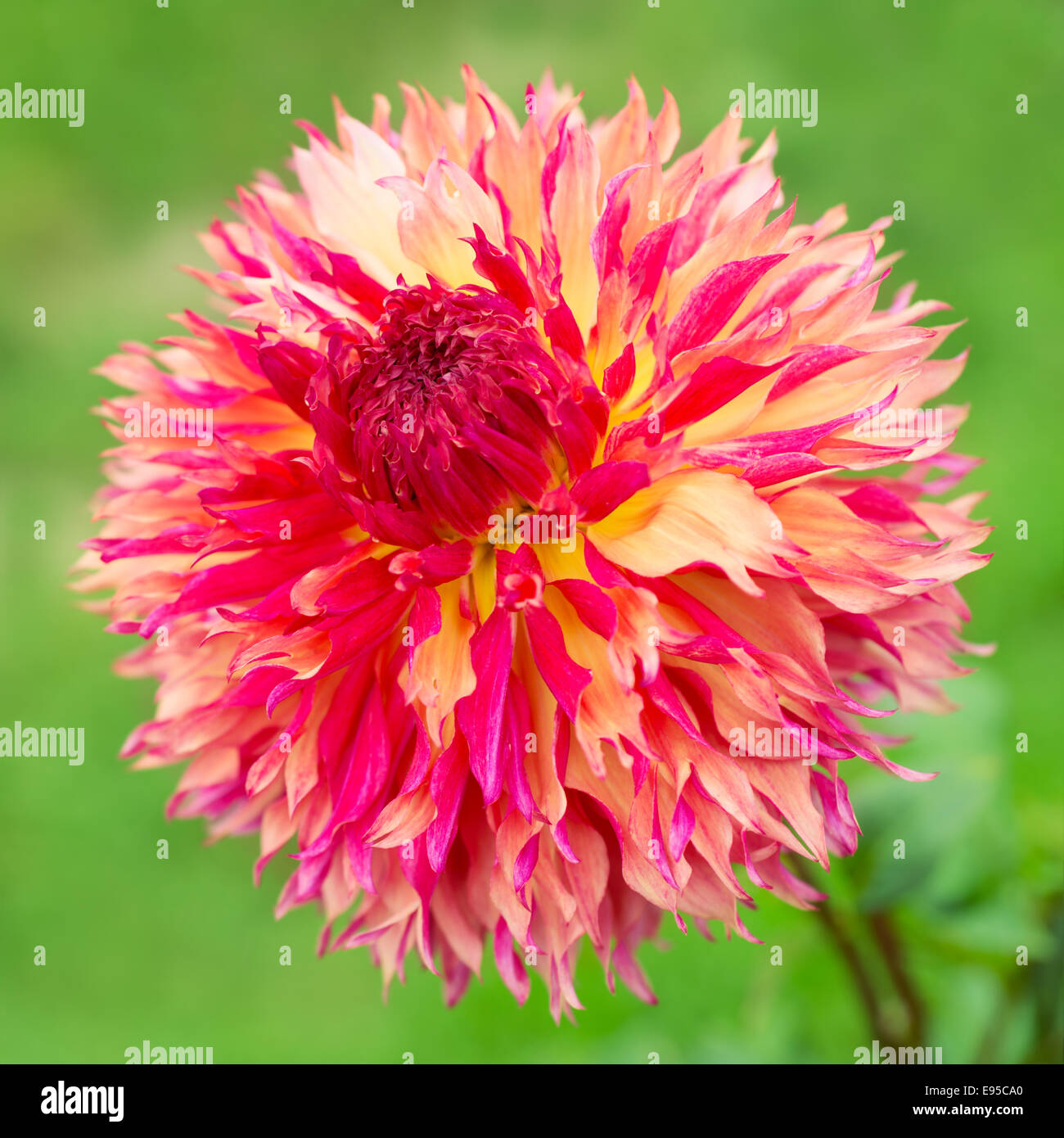 Dahlias flower bed hi-res stock photography and images - Alamy