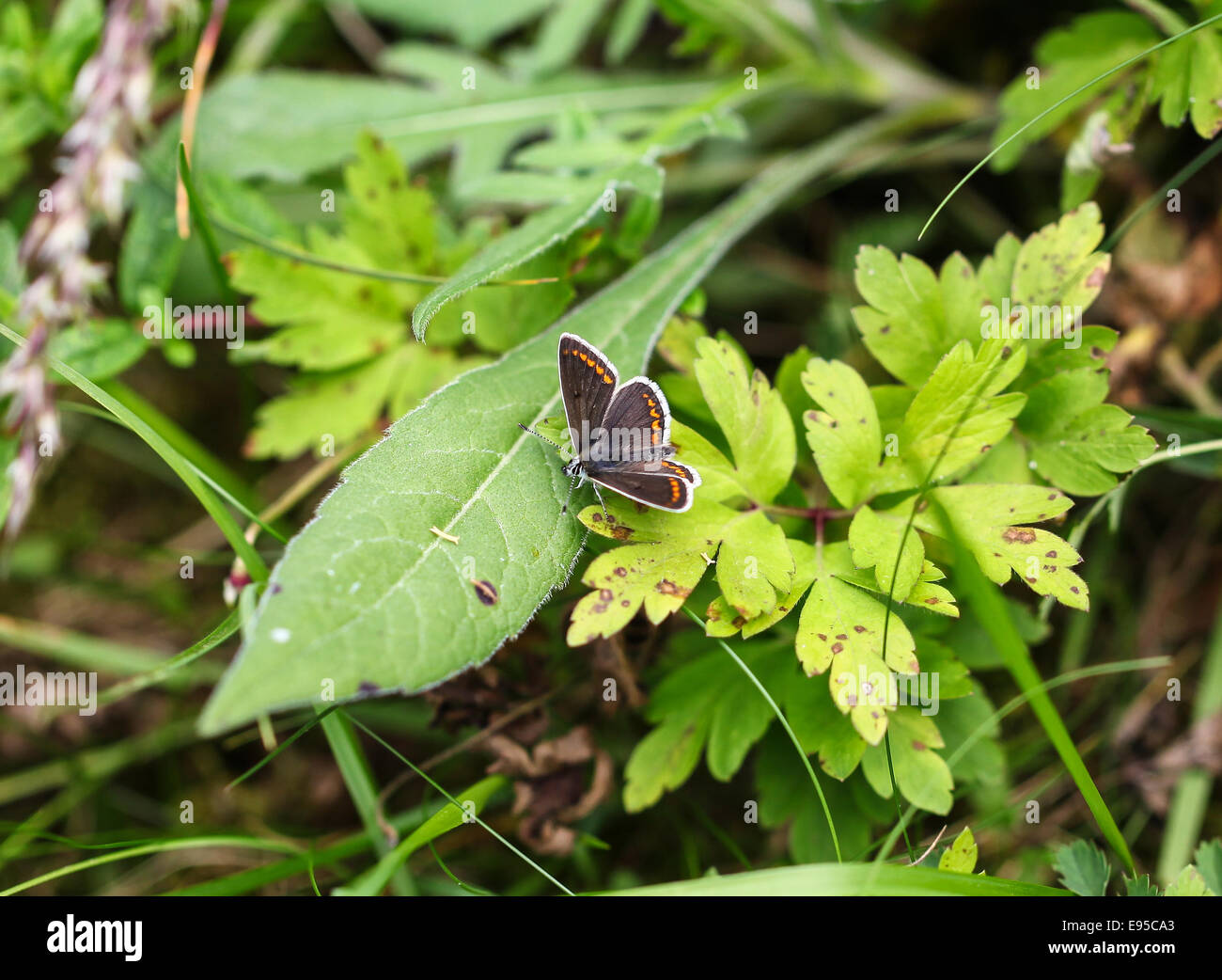 A Brown Argus butterfly (Aricia agestis) England UK Stock Photo - Alamy