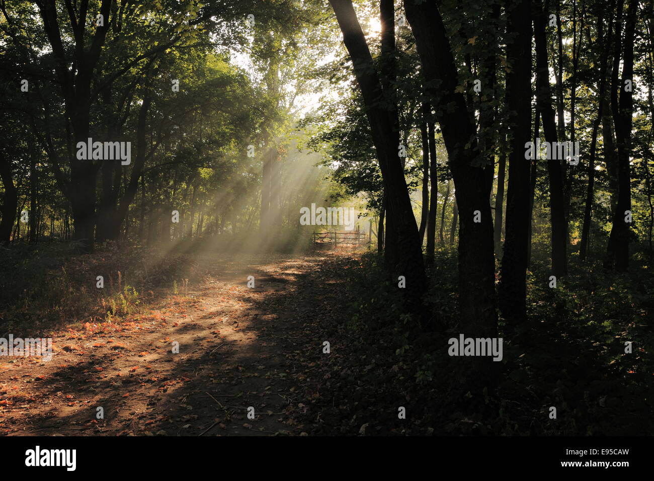 Deep inside the forest hi-res stock photography and images - Alamy