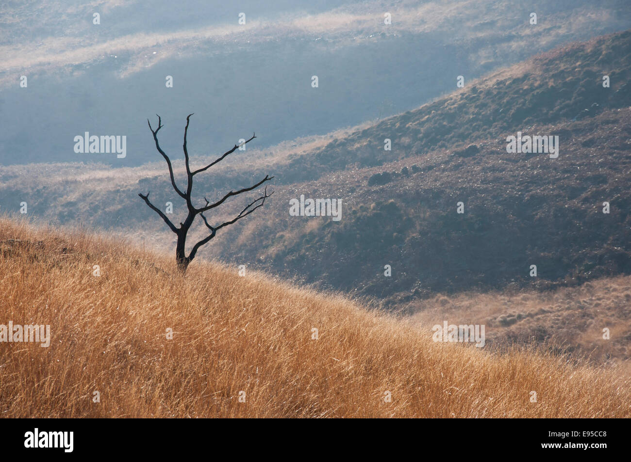Lone tree with stark bare branches in a moorland landscape in winter ...