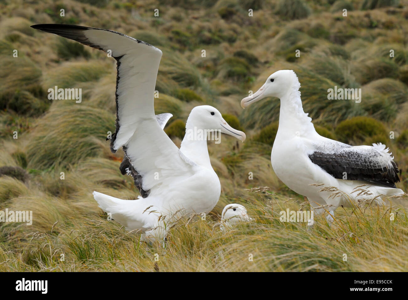 Royal albatross hi-res stock photography and images - Alamy