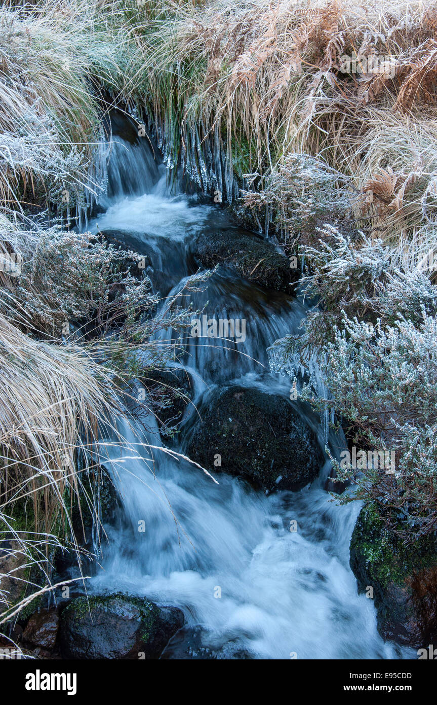 Freezing cold moorland stream with frosted grasses heather and icicles ...