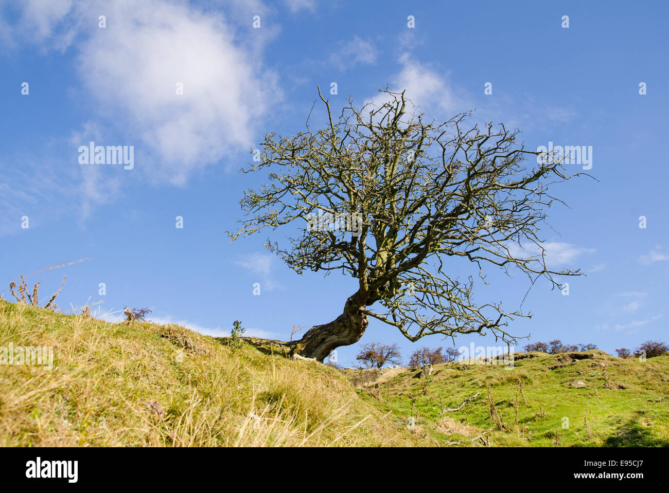 An old twisted Hawthorn tree Stock Photo - Alamy