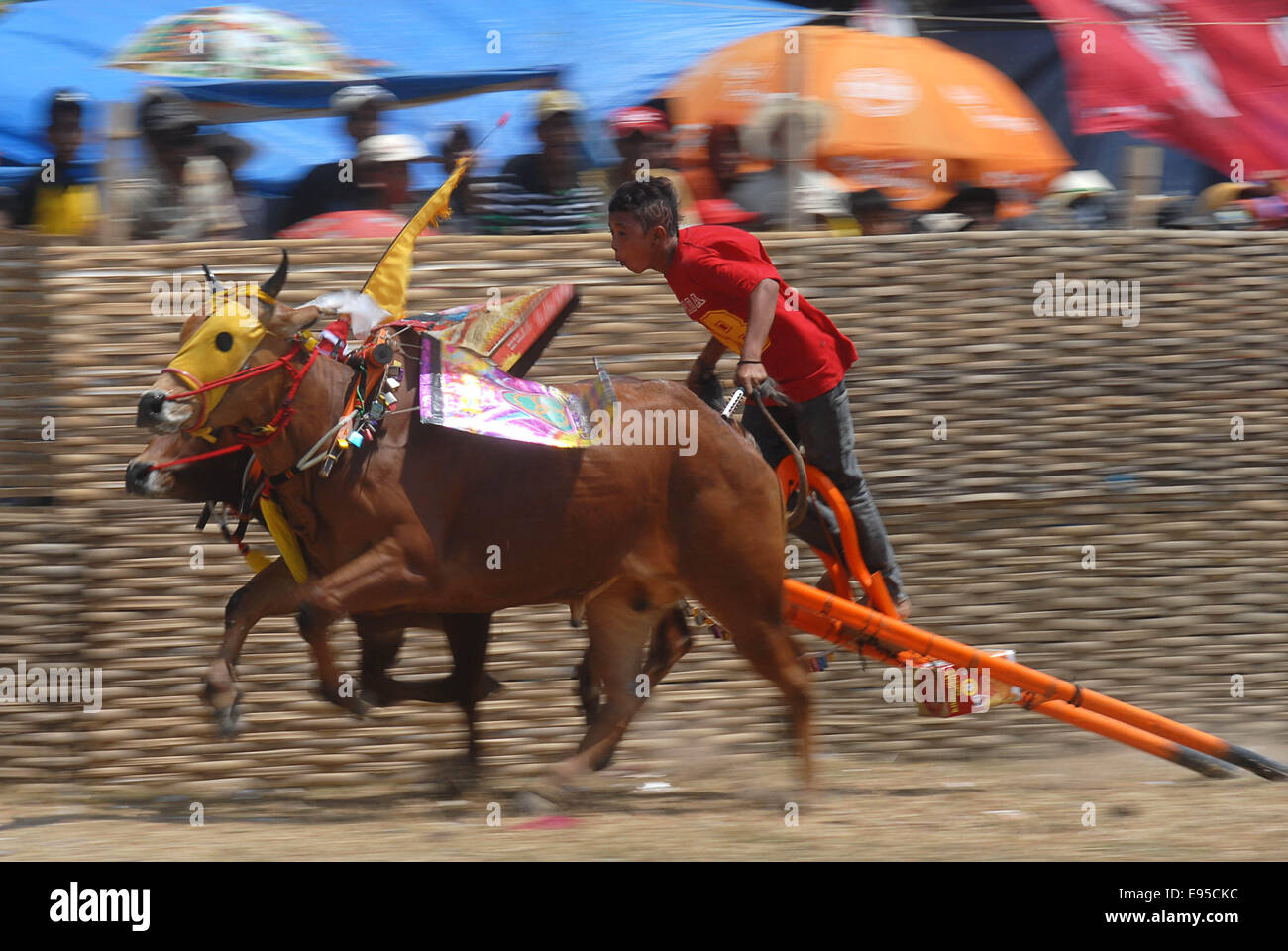Madura indonesia 19th oct 2014 hi-res stock photography and images - Alamy