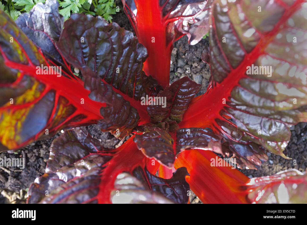 Red chard plant hi-res stock photography and images - Alamy