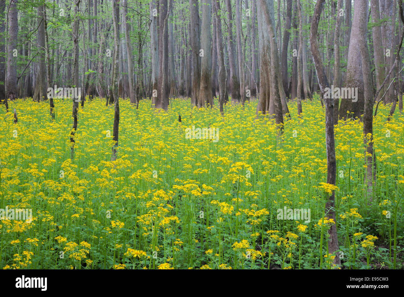 Butterweed (Packera glabella) blooming in the Frenchman's Gut area ...