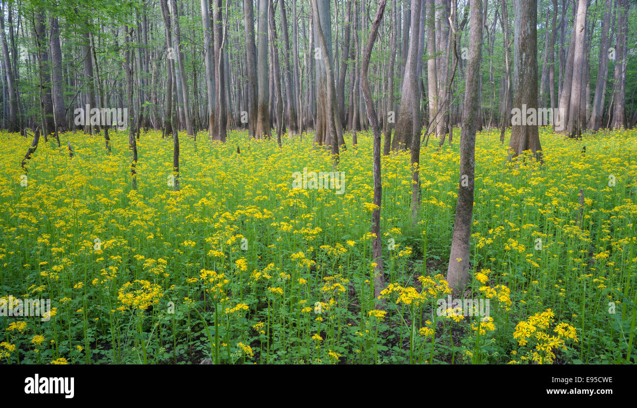 Butterweed (Packera glabella) blooming in the Frenchman's Gut area ...