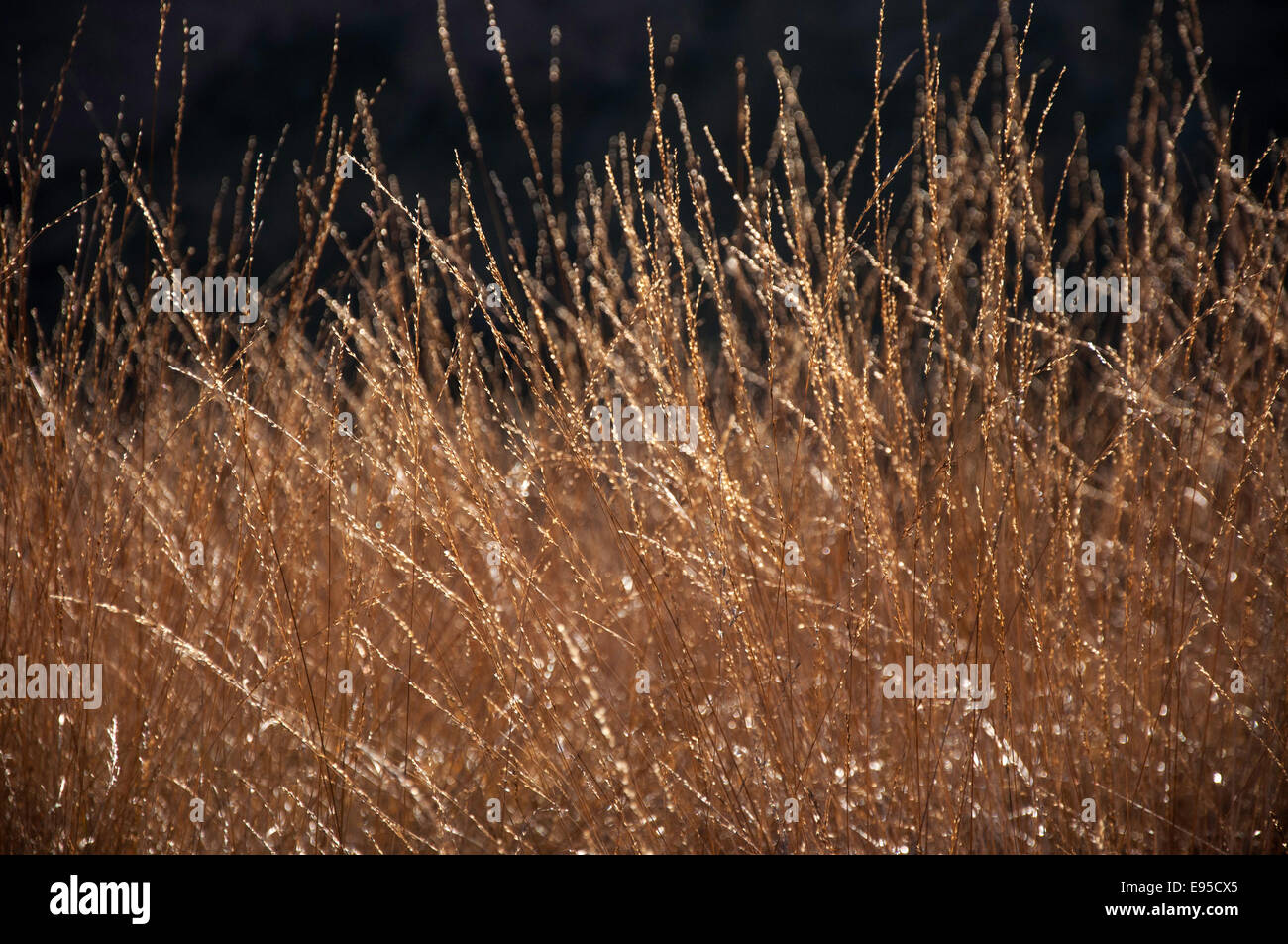 Fine textured moorland grasses with black background. Crowden in North ...