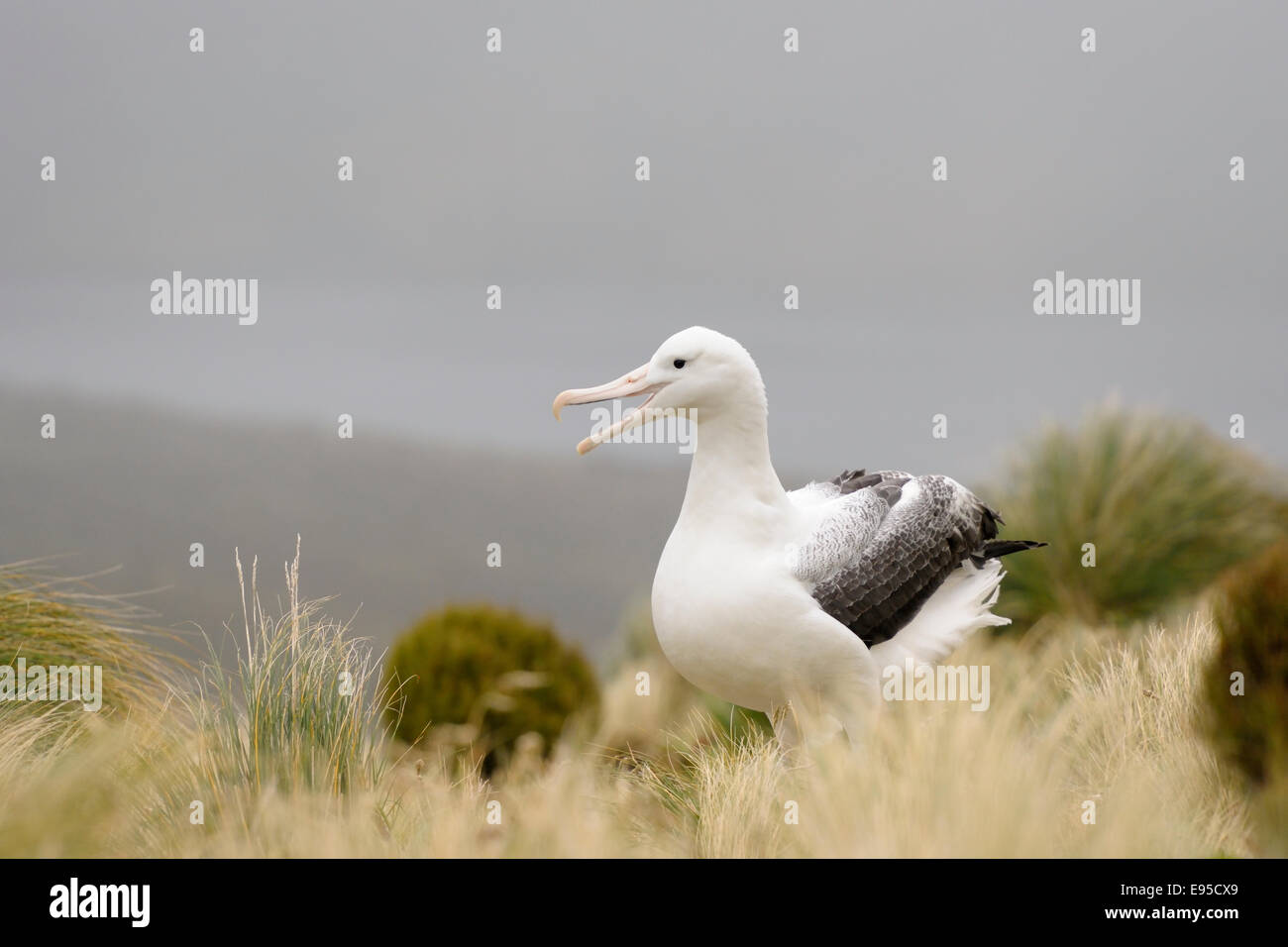 Southern Royal Albatross (Diomedea epomophora) displaying in grass, sub ...