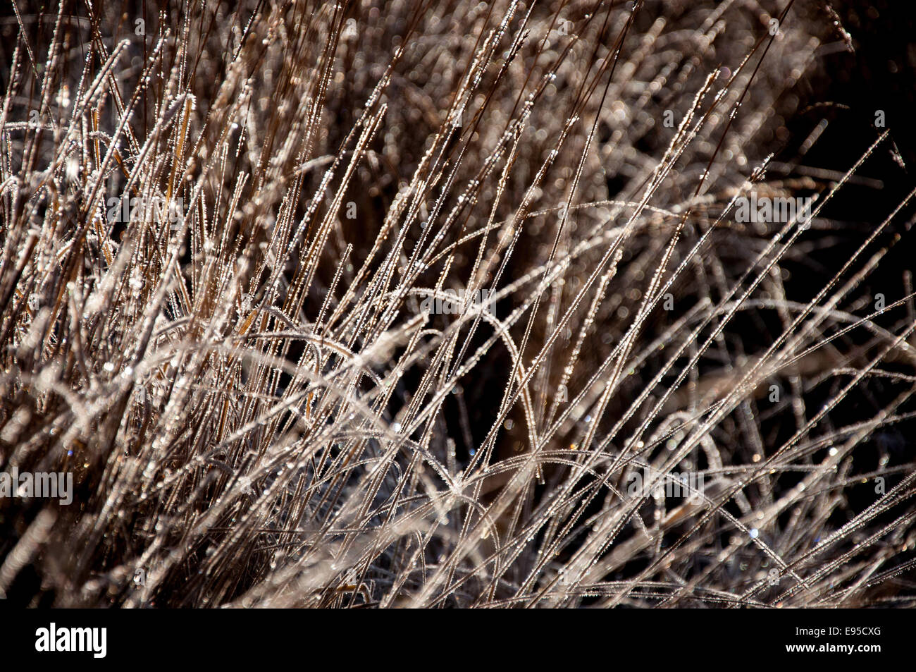 Grasses winter hi-res stock photography and images - Alamy