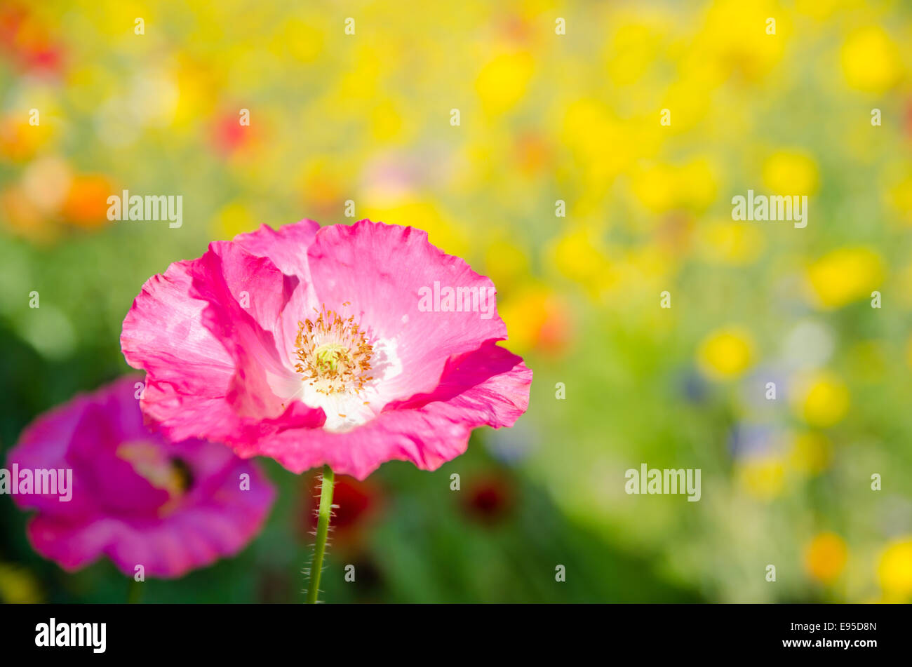 Flowers in bloom in meadow hi-res stock photography and images - Alamy