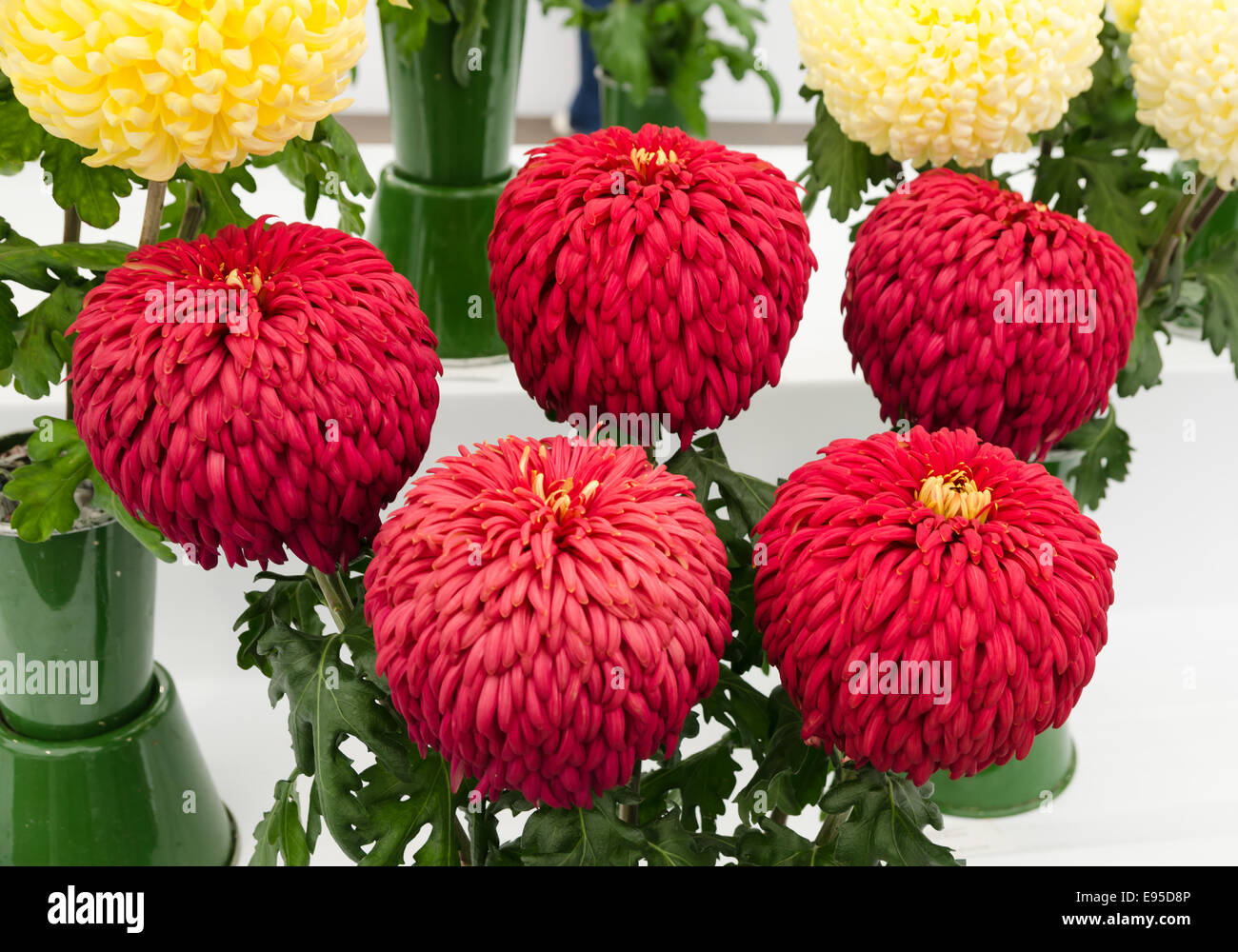 Show bench hi-res stock photography and images - Alamy