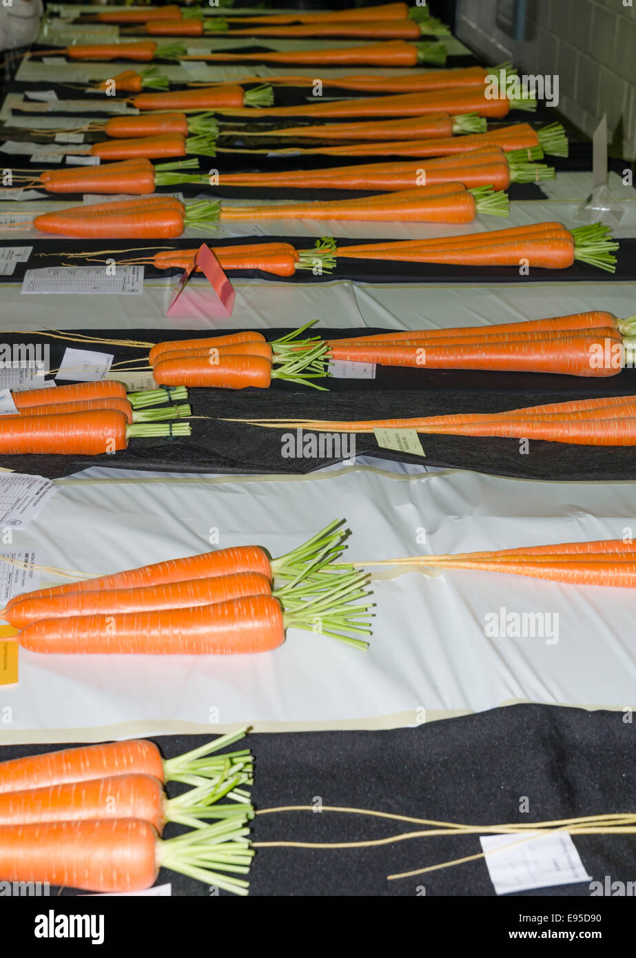 Show Carrots on a show bench Stock Photo - Alamy