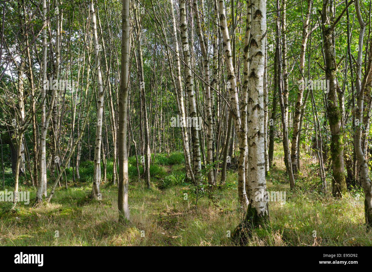 Silver Birch wood Stock Photo - Alamy