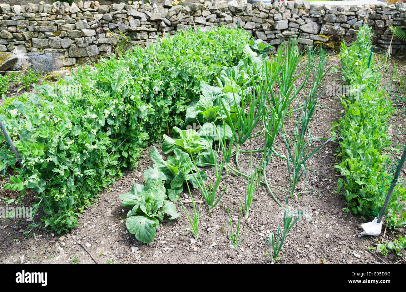 English vegetables patch hi-res stock photography and images - Alamy