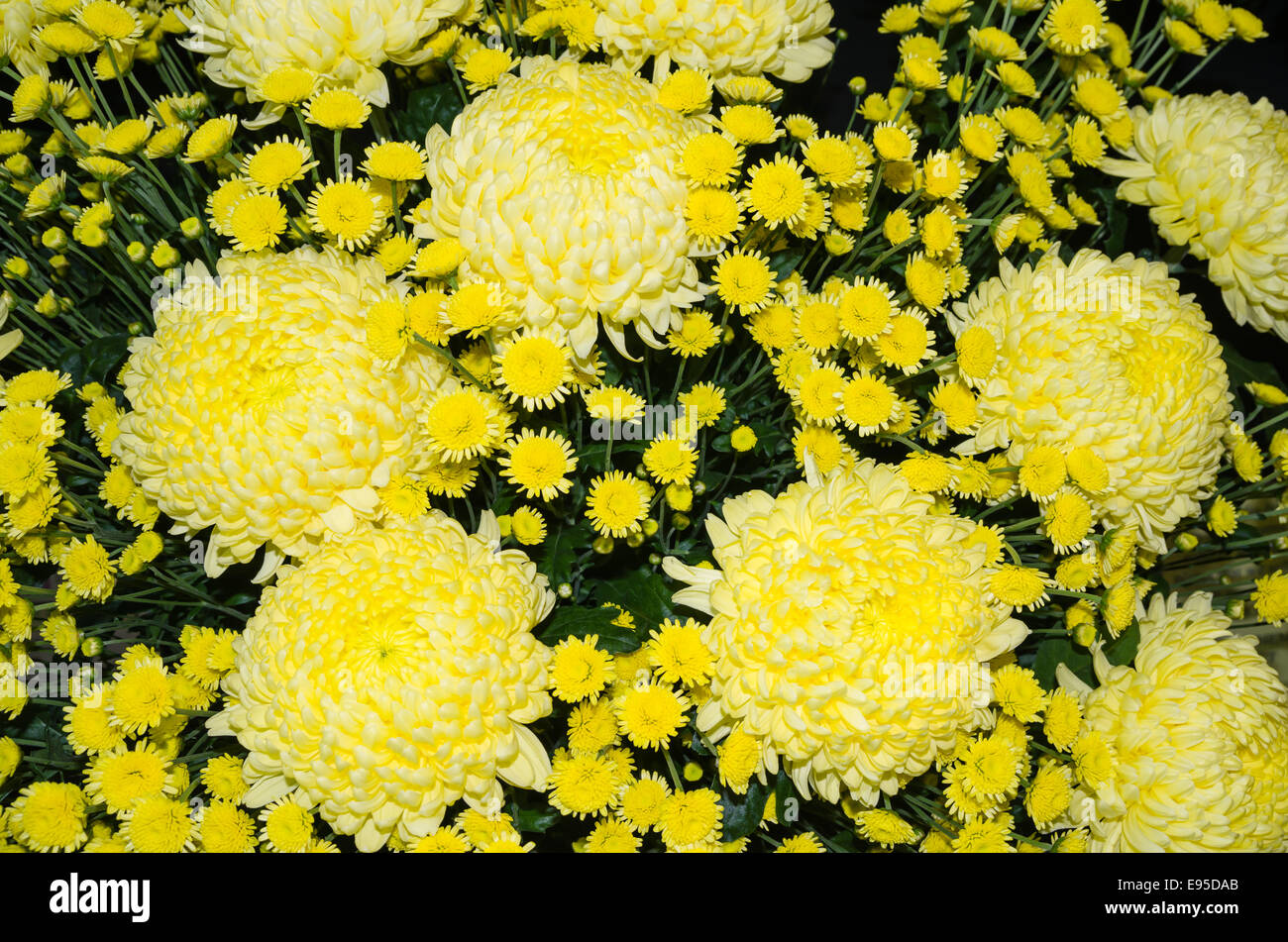 Yellow chrysanths hi-res stock photography and images - Alamy