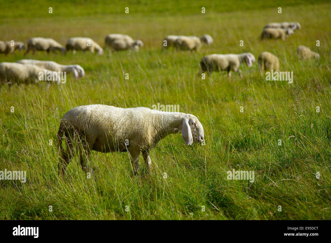 Sheep alpine pasture hi-res stock photography and images - Alamy