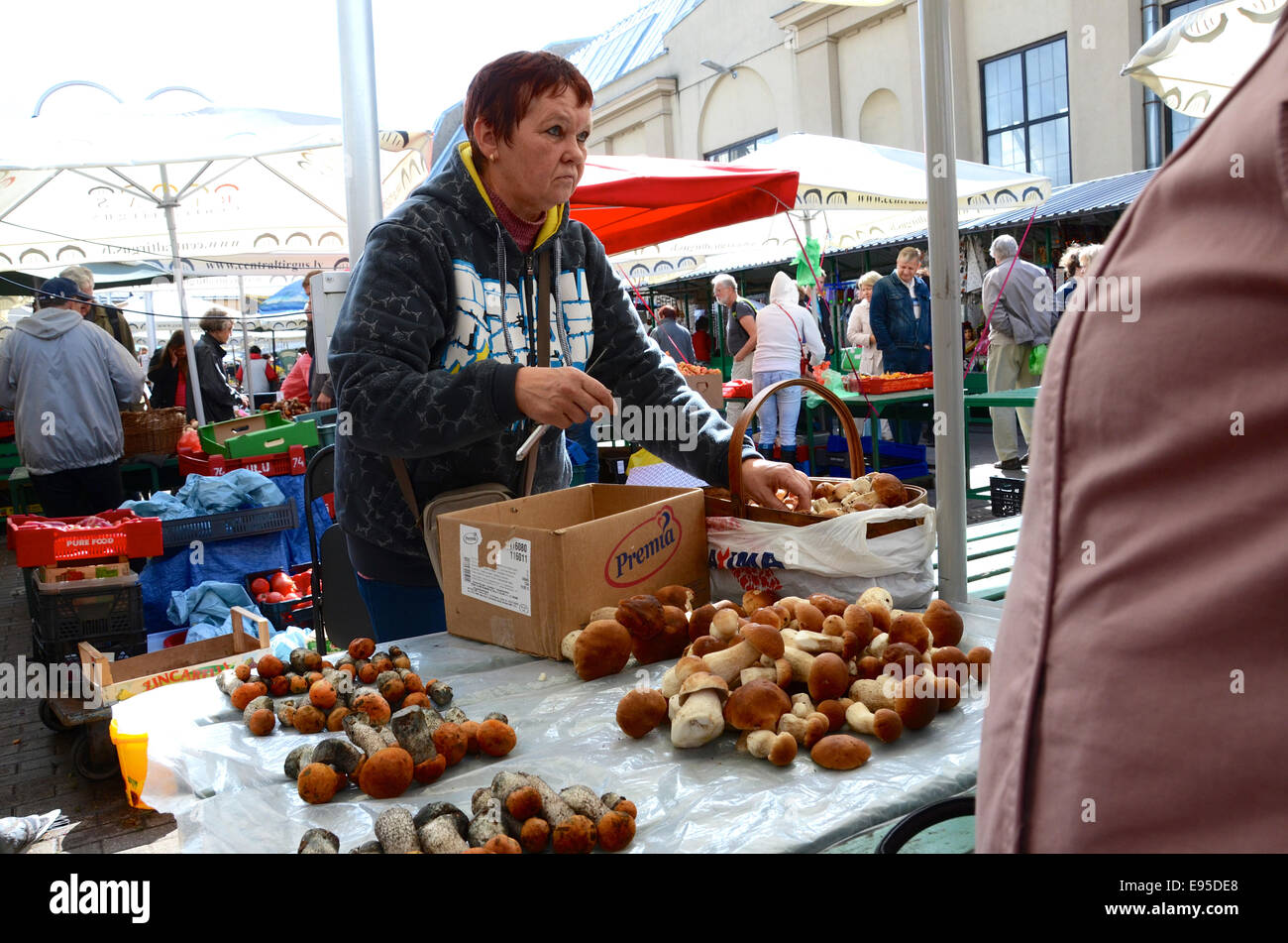 Into the wild mushroom hi-res stock photography and images - Alamy