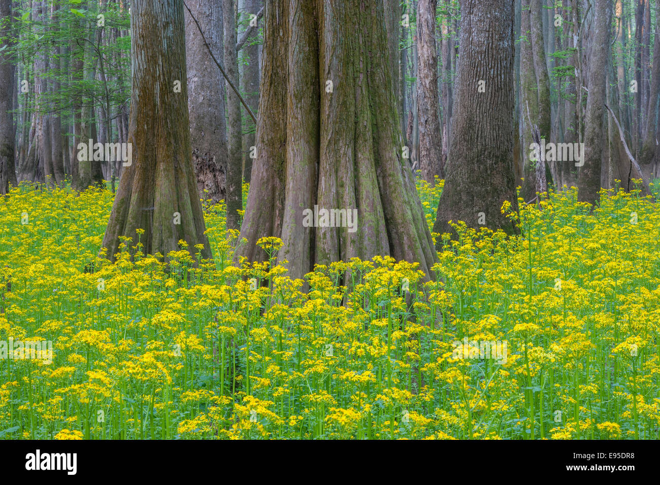 Bald Cypress and Water Tupelo trees among blooming Butterweed ...