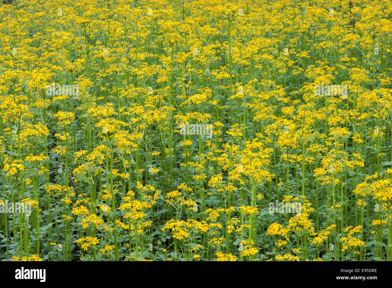 Butterweed (Packera glabella) blooming in the Frenchman's Gut area ...