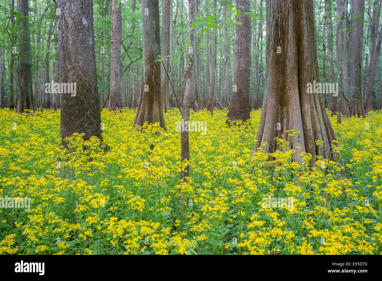 South carolina cypress trees hi-res stock photography and images - Alamy