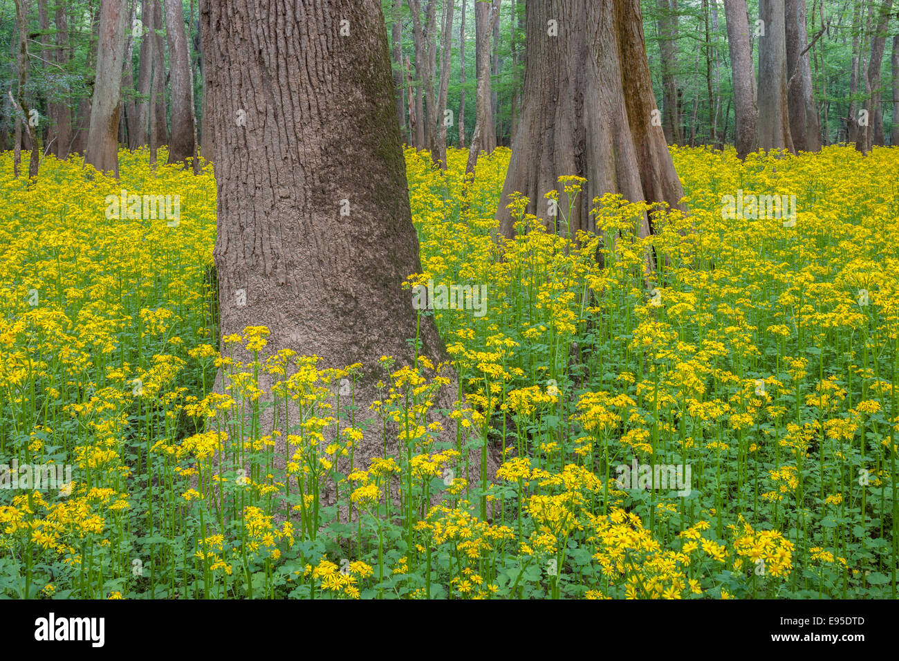 Bald cypress water tupelo trees hi-res stock photography and images - Alamy