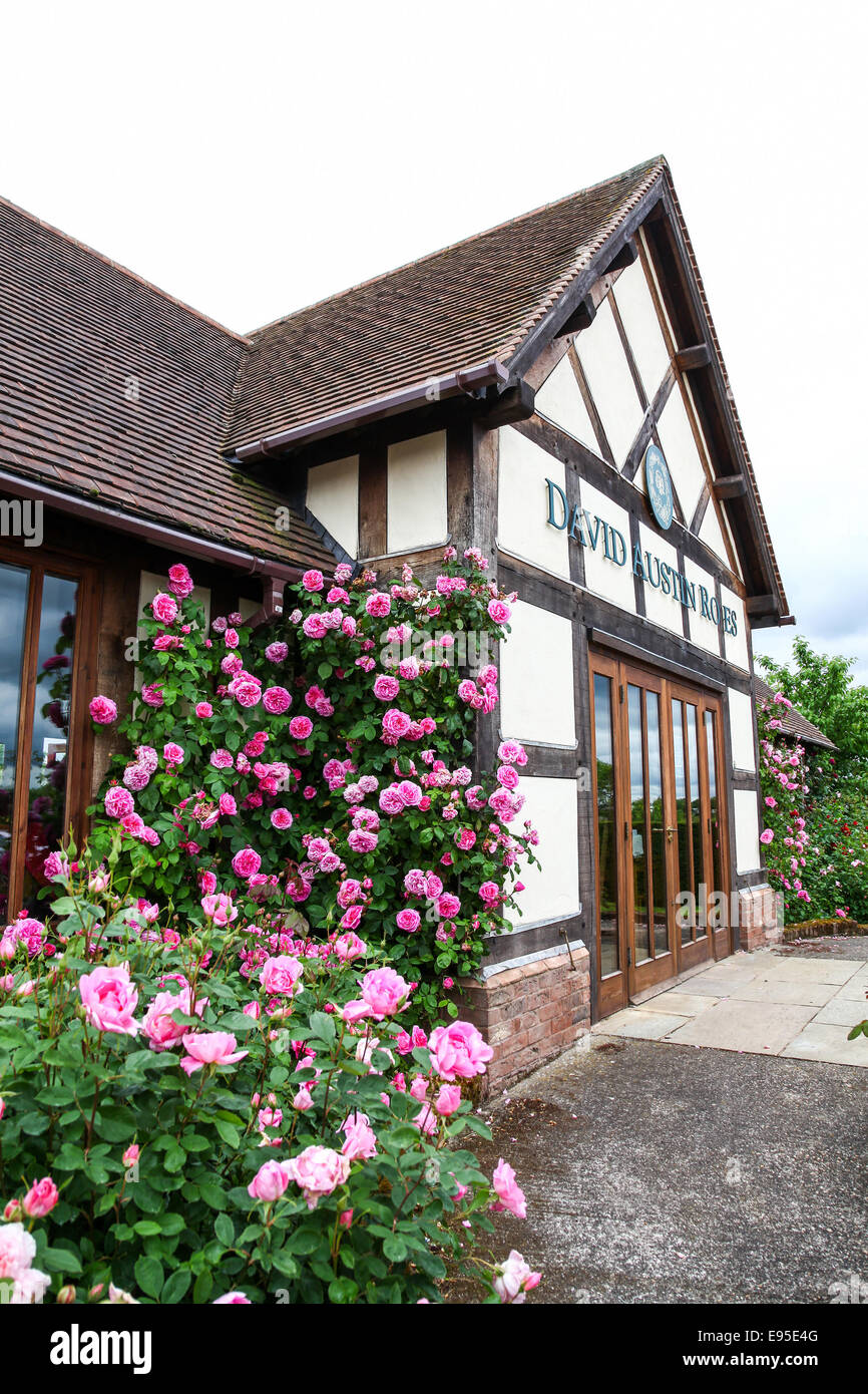 David Austin Uk