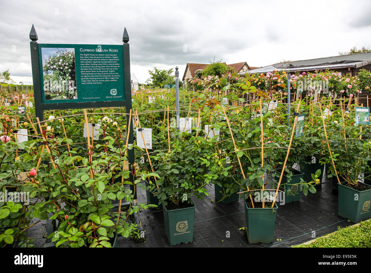 David Austin rose garden Albrighton Shropshire England UK Stock Photo ...