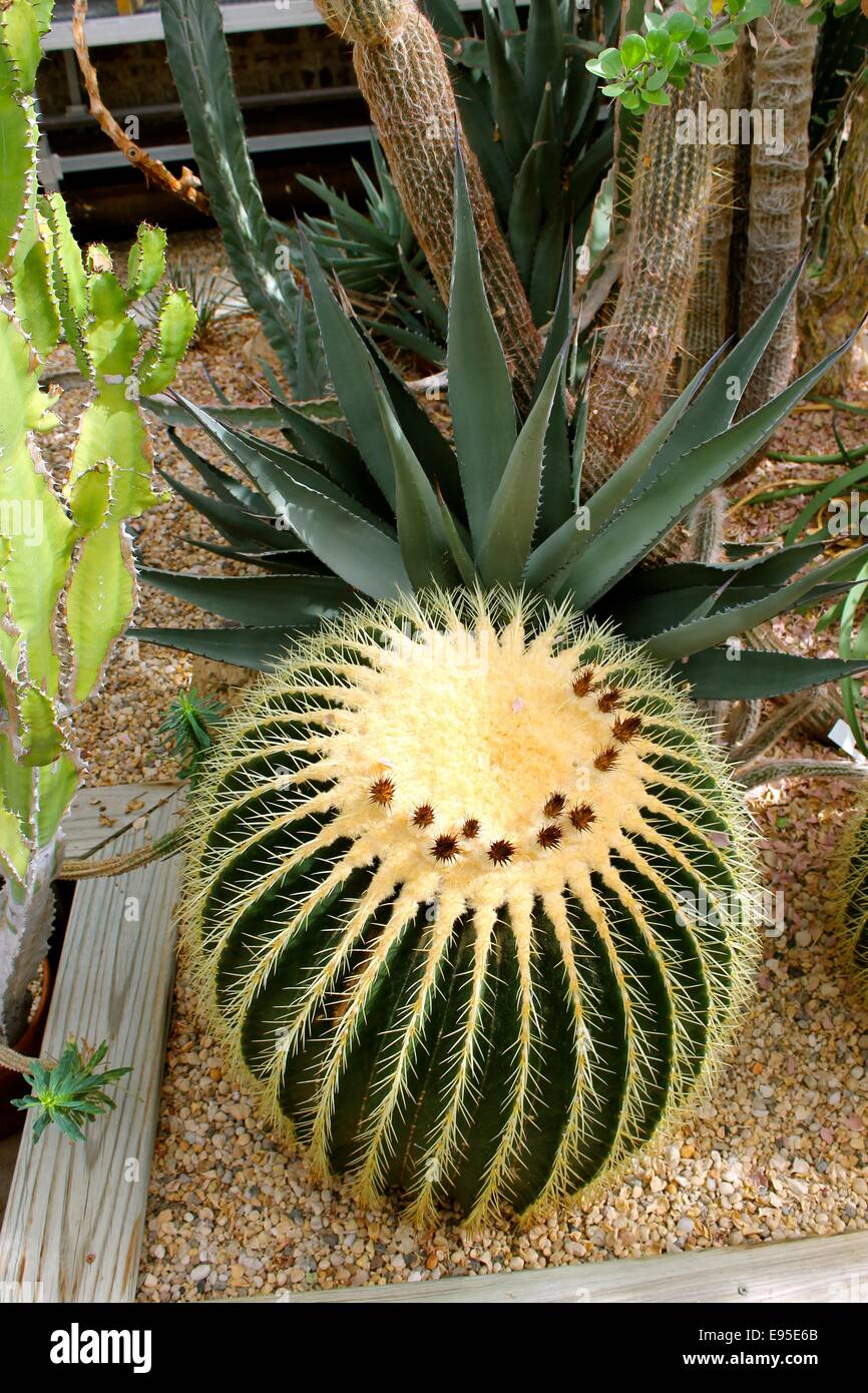 Round cactus plants hi-res stock photography and images - Alamy