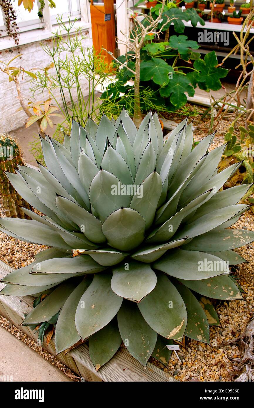 Cactus sand hi-res stock photography and images - Alamy