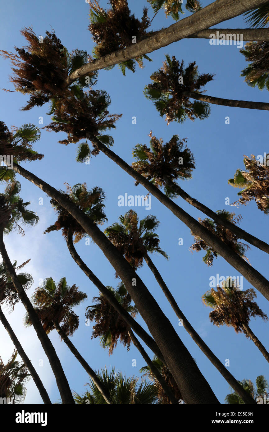 Palm trees over blue sky - Arecaceae - City of Malaga - Spain Stock ...