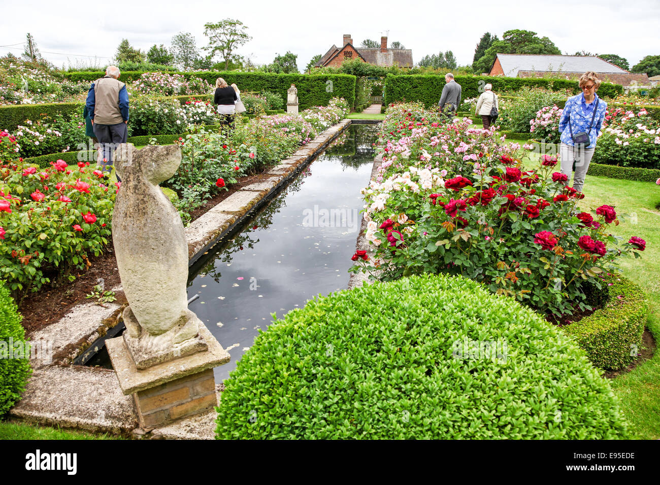 David Austin rose garden Albrighton Shropshire England UK Stock Photo ...