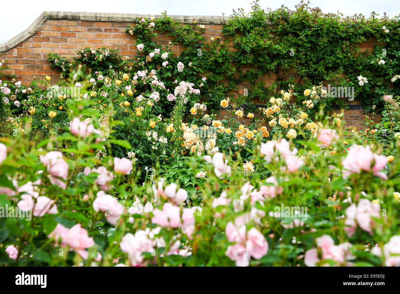 David Austin rose garden Albrighton Shropshire England UK Stock Photo ...