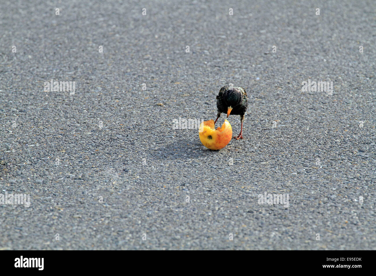 A common starling (Sturnus vulgaris), also known as the European ...