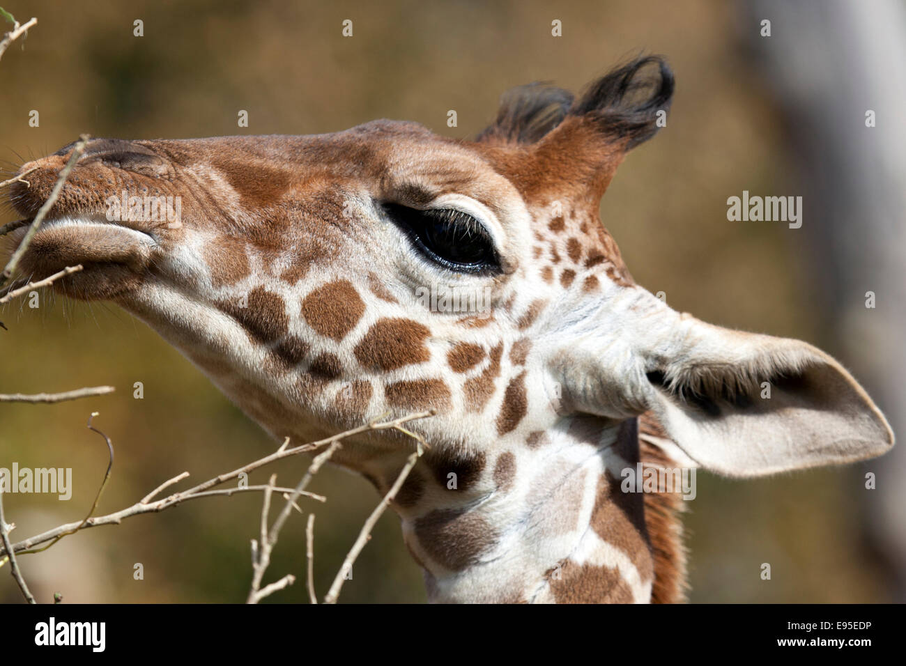 A side profile of a young Reticulated Giraffe head Stock Photo - Alamy
