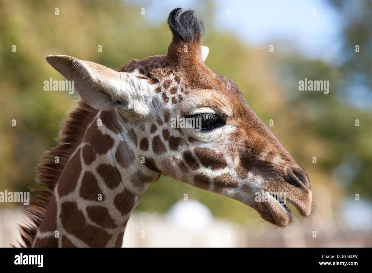 A side profile of a young Reticulated Giraffe head Stock Photo - Alamy