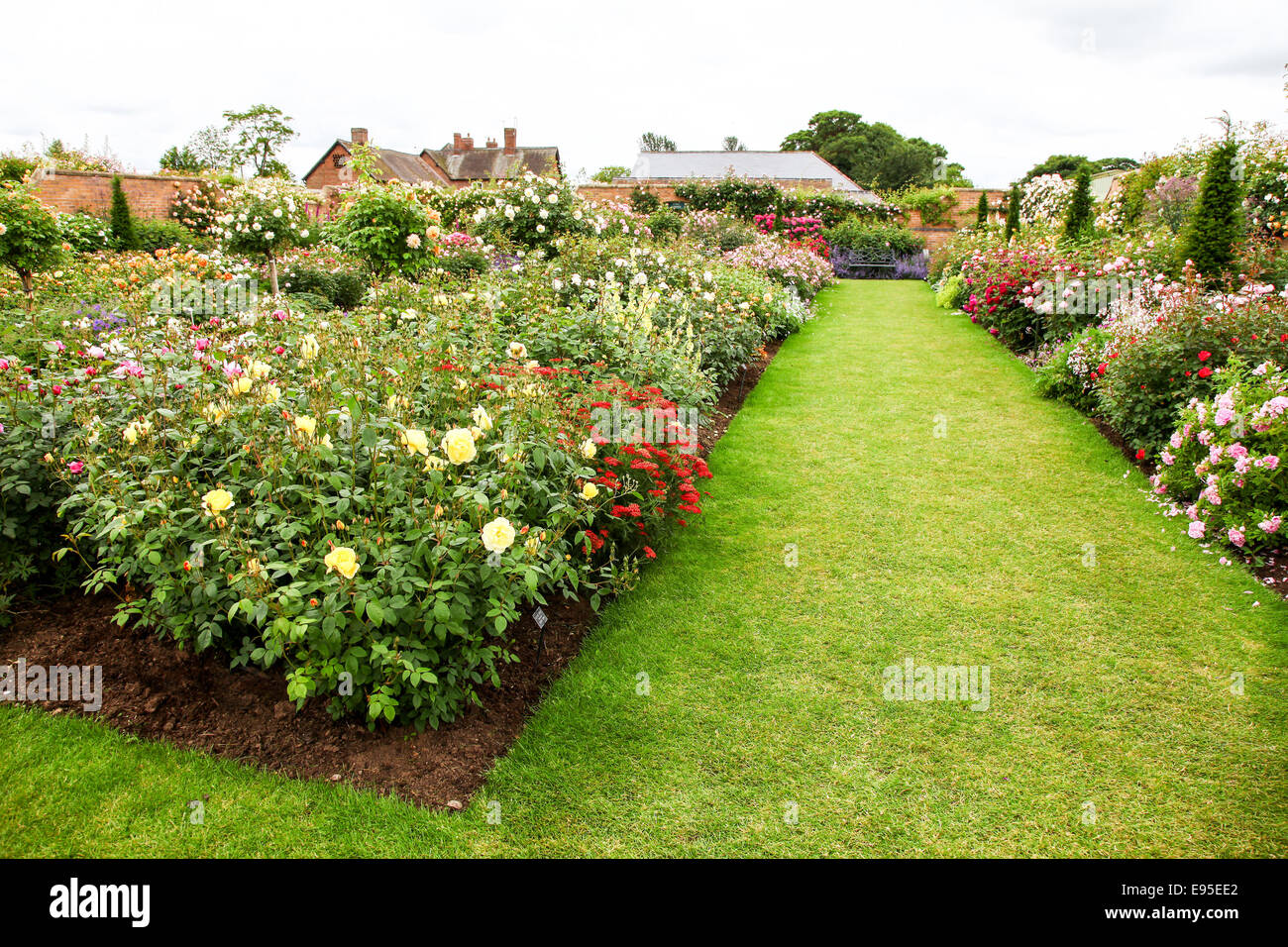 David Austin rose garden Albrighton Shropshire England UK Stock Photo ...