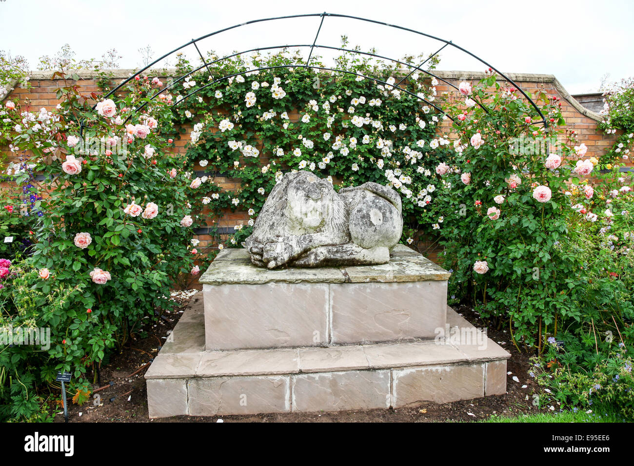 David Austin rose garden Albrighton Shropshire England UK Stock Photo ...